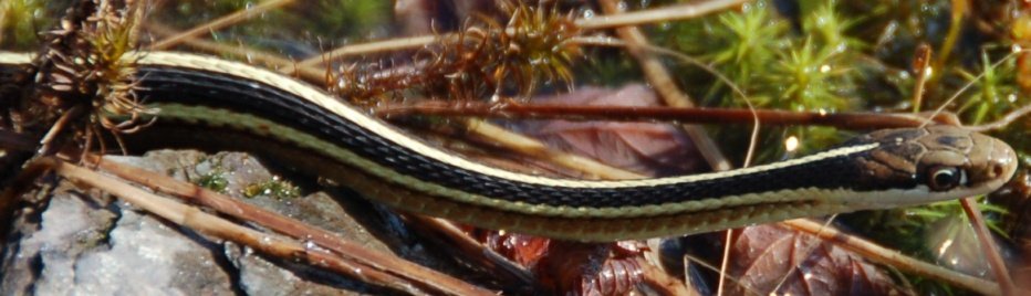 Report a Sighting | www.speciesatrisk.ca/ribbonsnakey