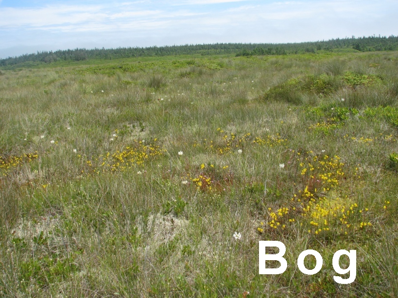 Wetlands | Landowner Stewardship Guide