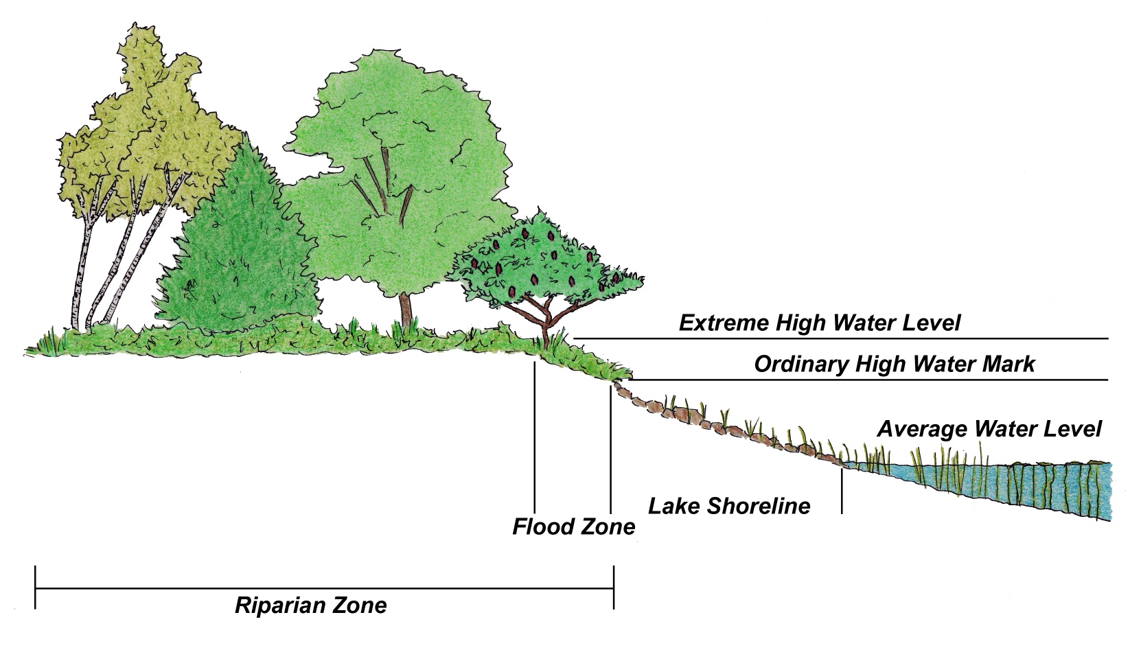 Lake Shorelines | Landowner Stewardship Guide