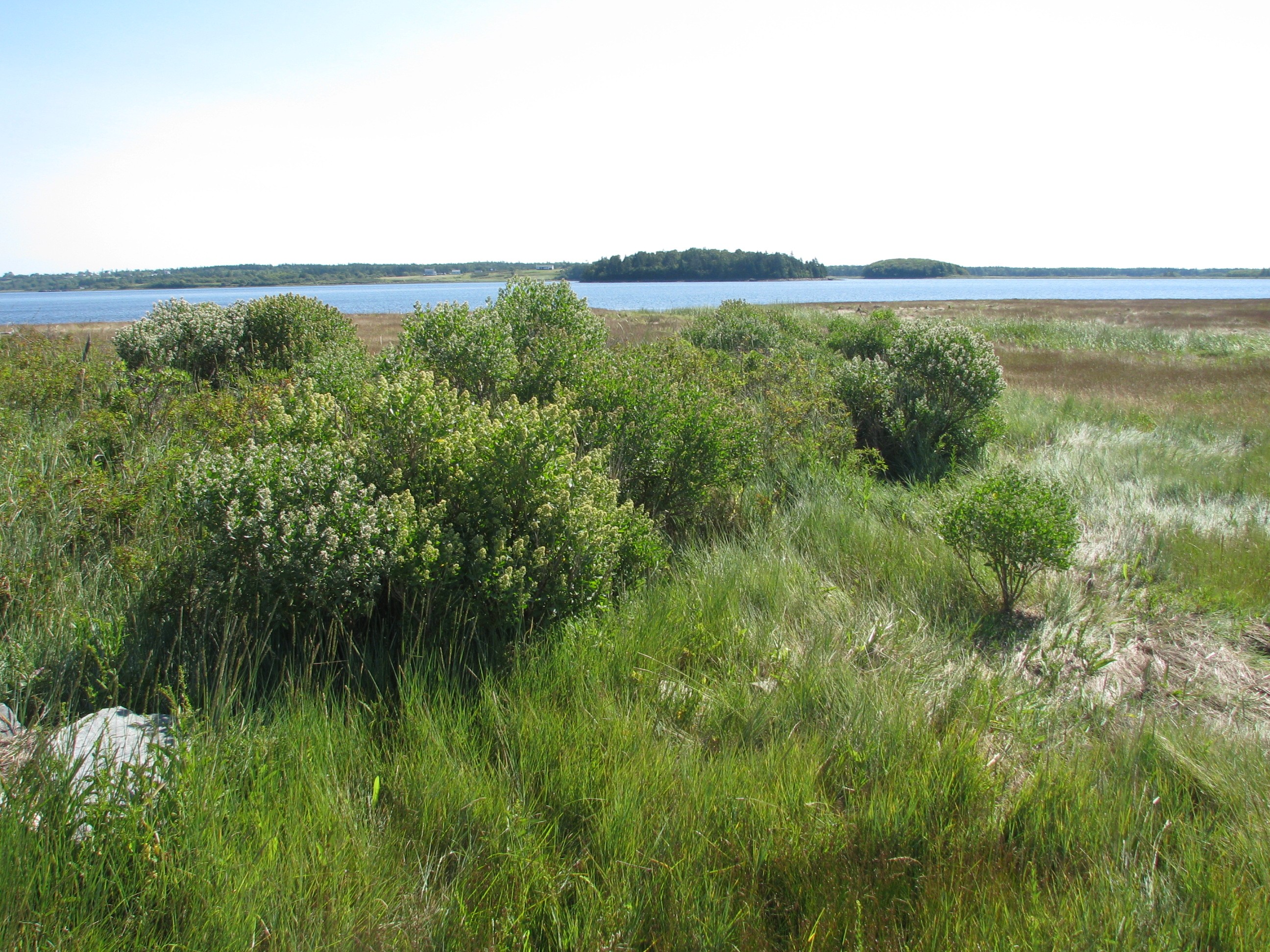 Salt Marshes And Estuaries Terrapin & Estuary Exhibit
