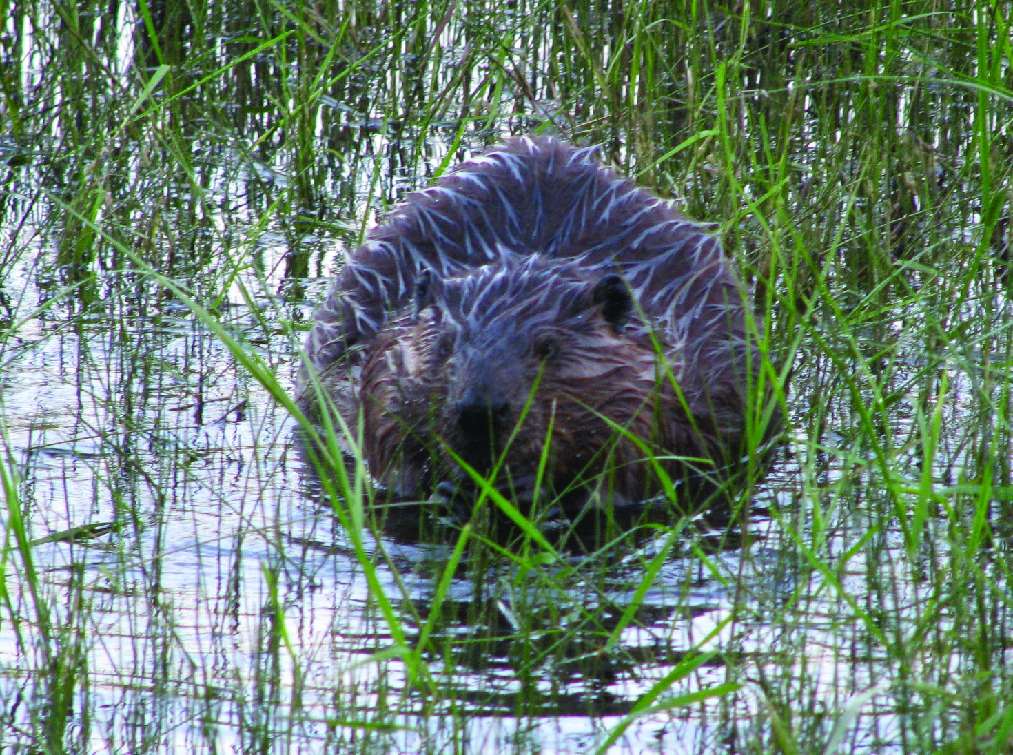 Wildlife and Pets | Landowner Stewardship Guide